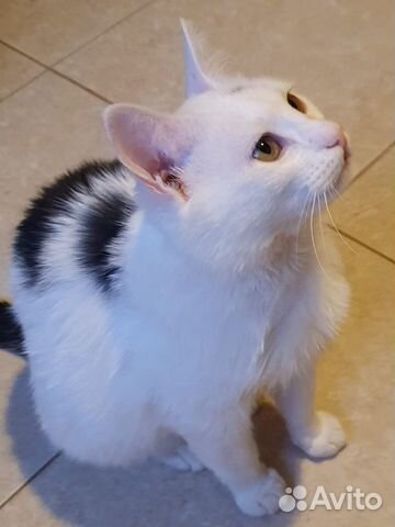 Милый славный Пушок (видео)