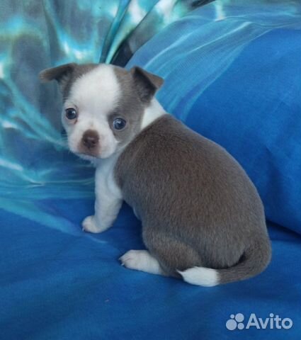 Чихуахуа девочка лиловая