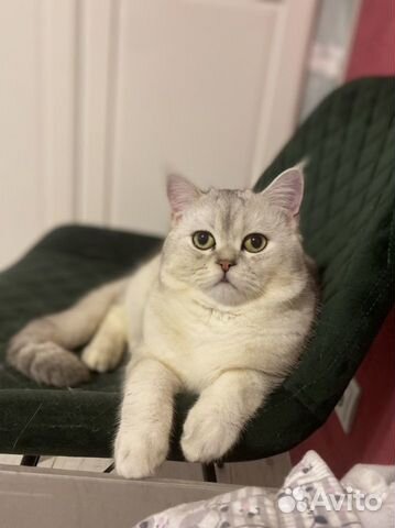 Вязка (шотландский кот)