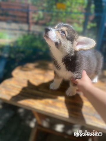 Вельш Корги Пемброк мальчик