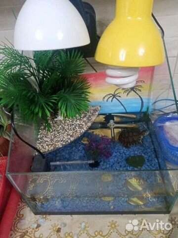 Черепаха с Аквариумом