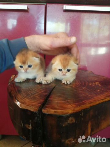 Котята девочки и мальчики