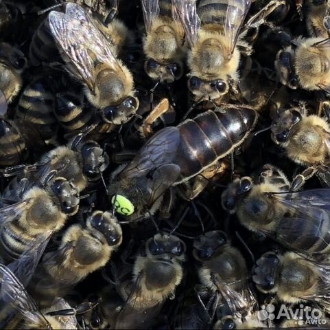Пчеломатки 2022