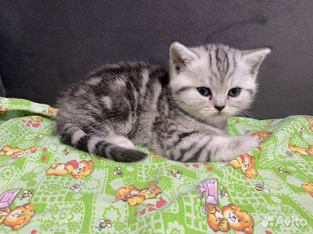 Милашка-шотландка