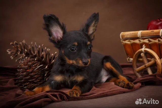 Той-терьер щенки