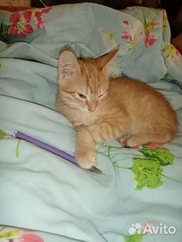 Кошка в дар