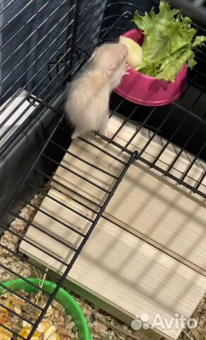 Сирийский хомяк