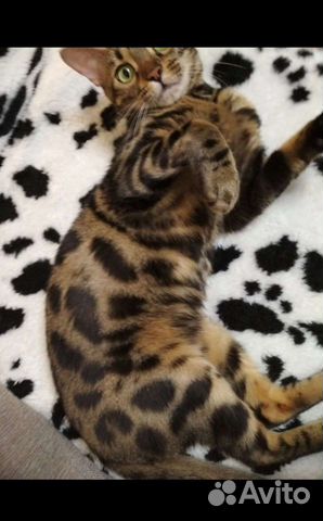 Бенгальская кошка