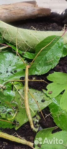 Палочник аннамский