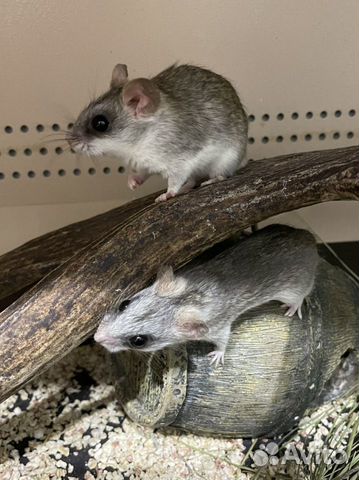 Акациевая крыса (талломис)