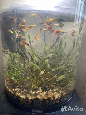 Гуппи и сом