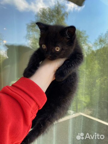 Шотландская кошечка
