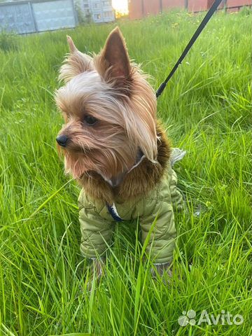 Для спаривания ищю девочку