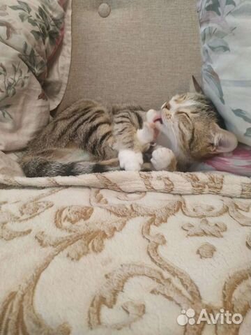 Котенок в добрые руки. Ласковая урчалка