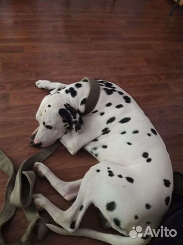 Далматинец