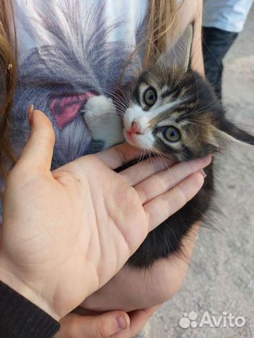 Котята в добрые руки бесплатно