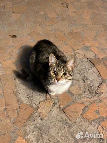 Домашняя кошка