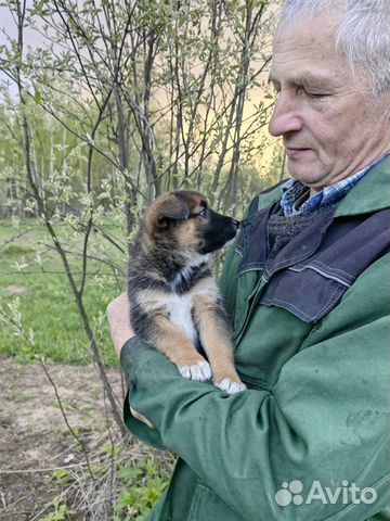 Щенок-девочка лайки в добрую семью