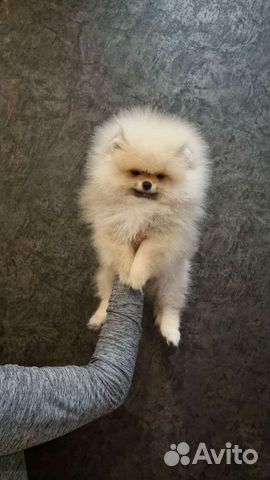 Красавчик Лайк