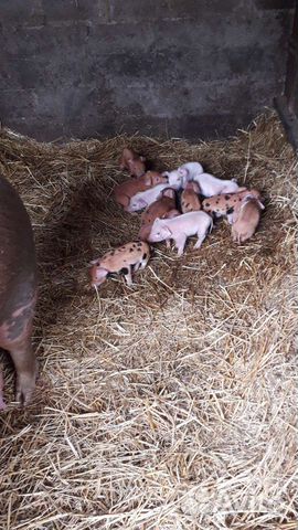 Опоросились 6 мая,порода дюрок+большая белая