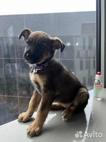 Щенок девочка метис