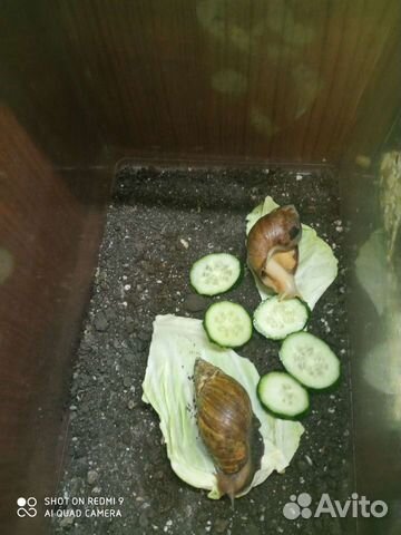 Улитка+контейнер