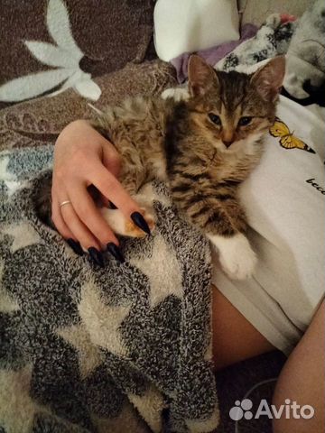 Котёнок в добрые руки