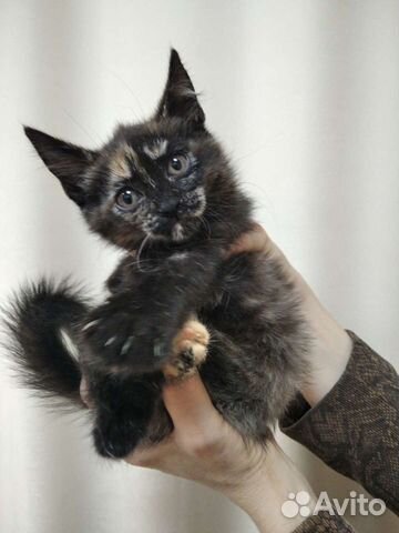 Кошечка-которая-приносит-счастье
