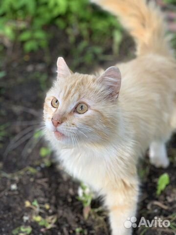 Рыжий котенок мальчик