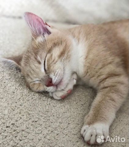 Котенок в самые добрые руки