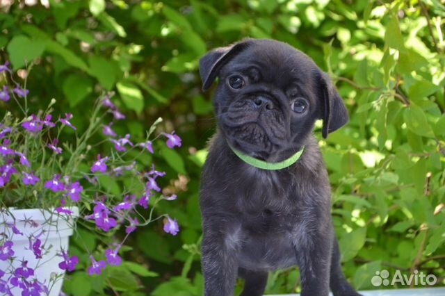 Мопс щенки для семьи