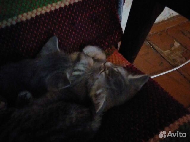 Кошки в добрые руки бесплатно