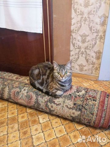 Кошка 5месяцев ищет дом