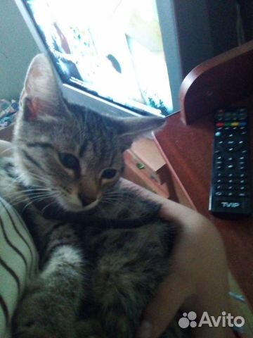 Котенок 3 месяца завут Чуча