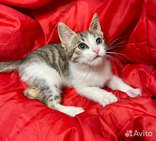 Котята в добрые руки бесплатно