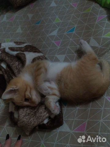 Рыжий котенок