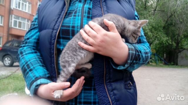 Метисы британской вислоухой
