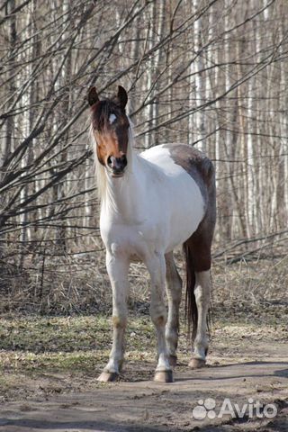 Кобыла 3года