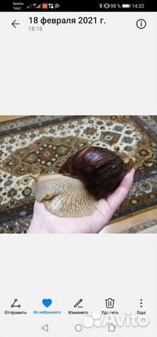 Улитки ахатины бесплатно