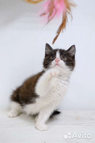 Сладкий Мишутка, 2 месяца