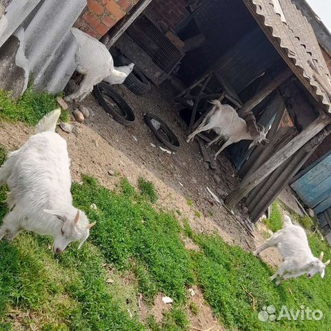 Козы продам