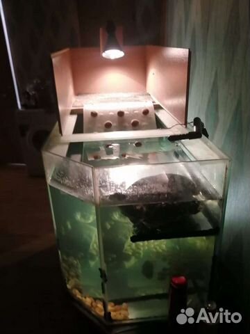 Отдам в добрые руки черепах