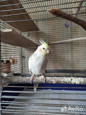 Попугай корелла