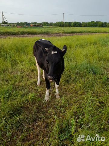Телка 1 год