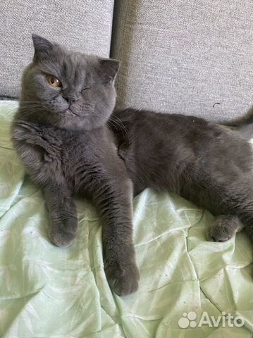 Британская