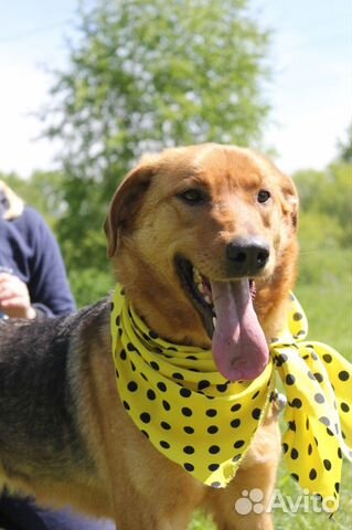 Собака ждет только хорошее