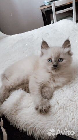 Котята Невская маскарадная