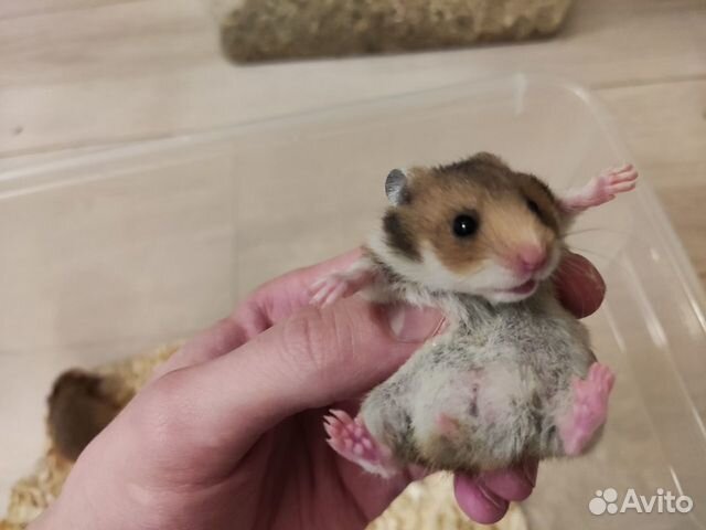 Сирийский хомяк