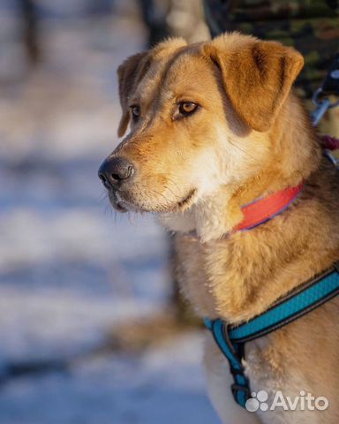 Шикарная собака для загородного дома