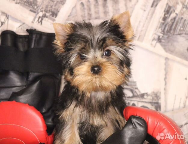 Йоркширский терьер